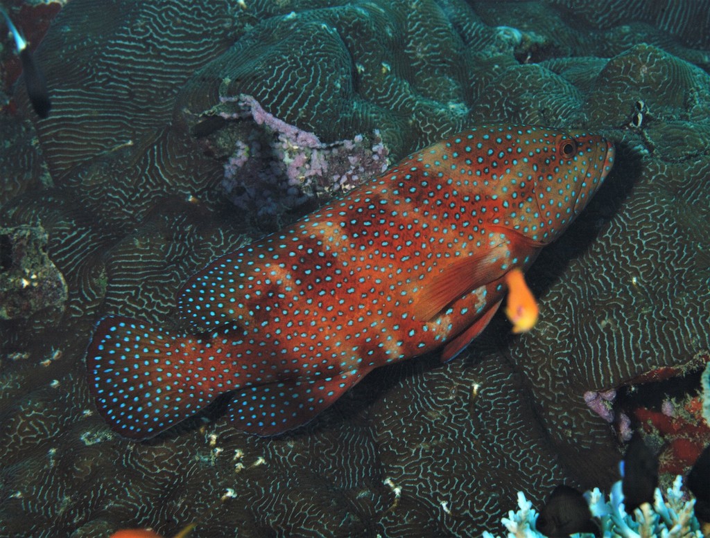 Coral Grouper from Western Division, Fiji on April 23, 2019 at 08:34 AM ...