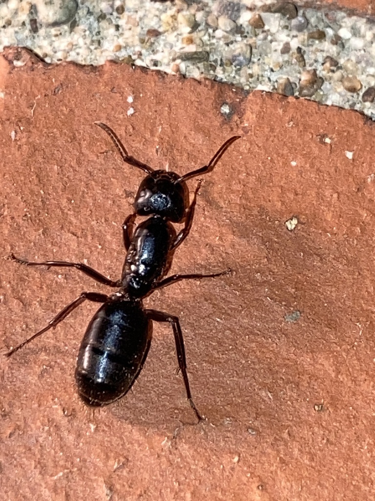 Eastern Black Carpenter Ant from Pleasant Ave, Canonsburg, PA, US on ...