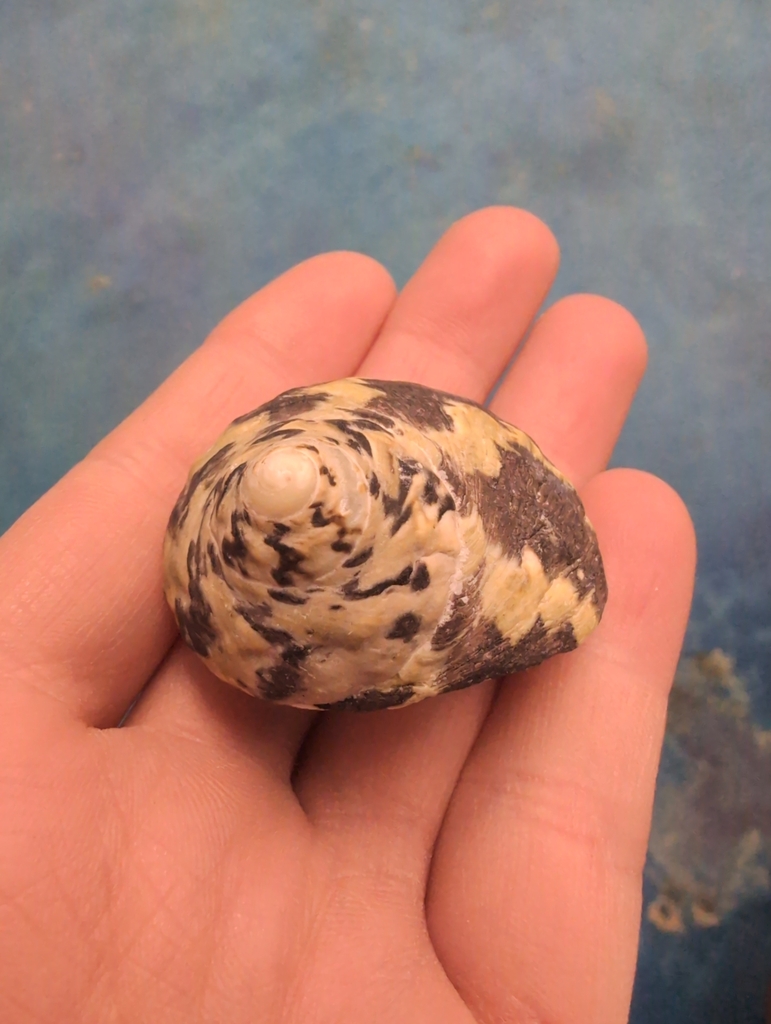 West Indian Top Shell from San Salvador, The Bahamas on May 2, 2024 at ...