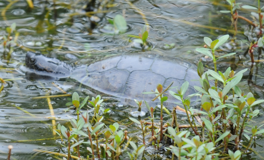 Deirochelyine Turtles from Houston Arboretum & Nature Center, 4501 ...