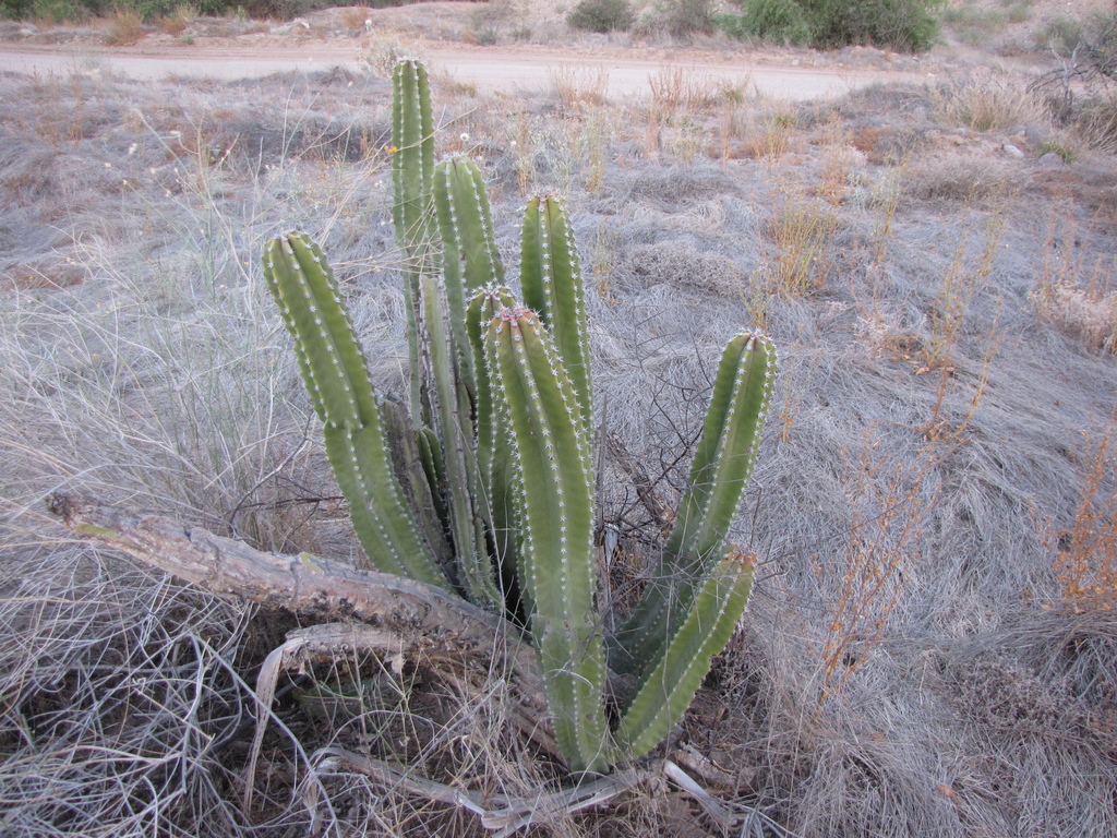 senita cactus in April 2019 by barbara_lb · iNaturalist