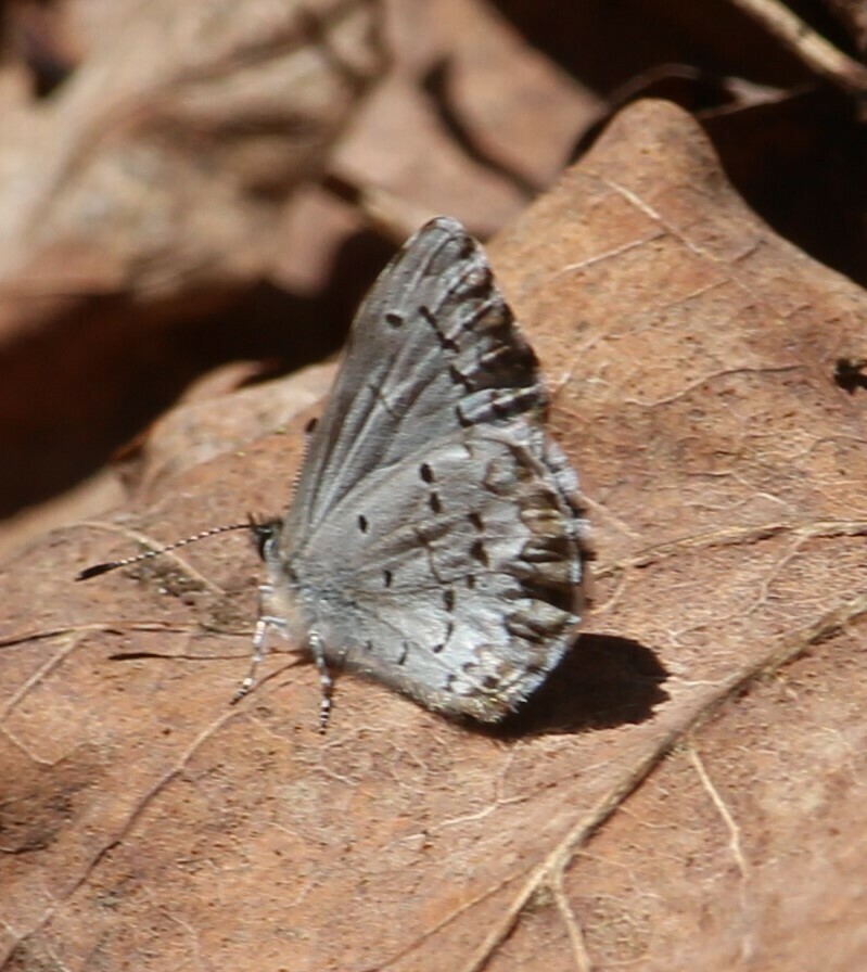 Northern Azure in May 2024 by Janet Elliott · iNaturalist