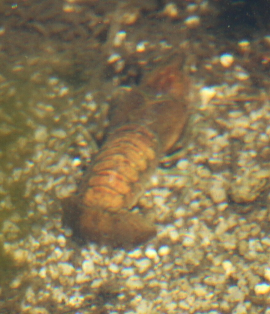 Rusty Crayfish in May 2024 by Janet Elliott · iNaturalist
