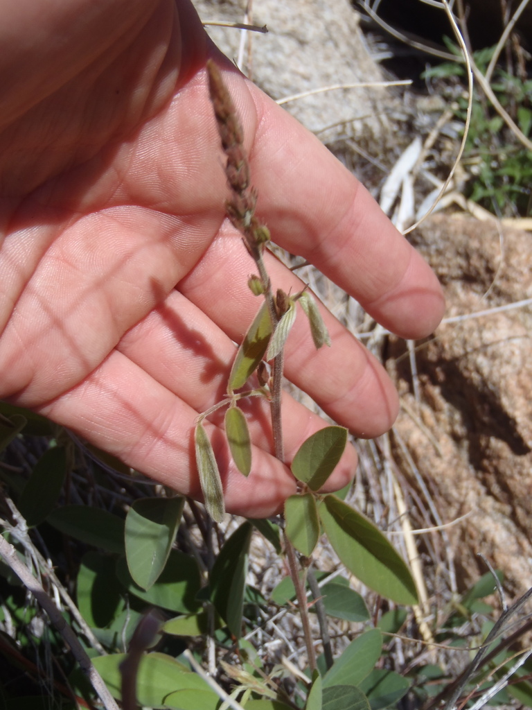 Spiked Ticktrefoil from Pima County, AZ, USA on April 28, 2024 at 09:44 ...