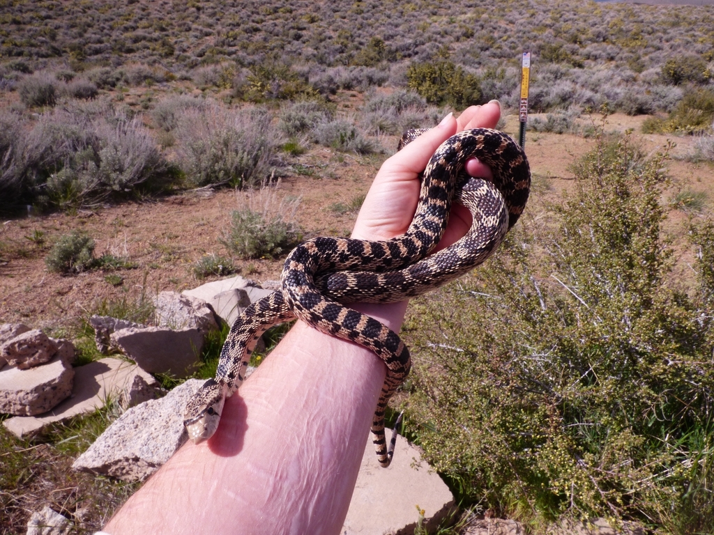 Gopher Snake from Reno, NV 89506, USA on May 2, 2024 at 03:07 PM by ...