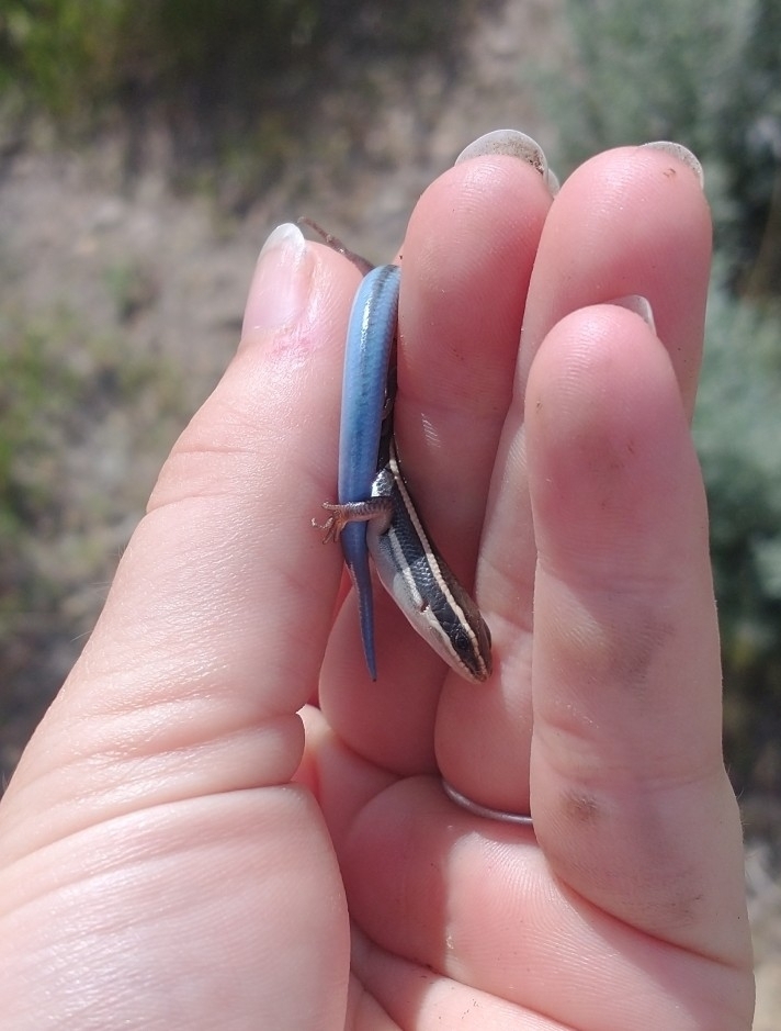 Western Skink from Reno, NV 89506, USA on May 2, 2024 at 03:27 PM by ...