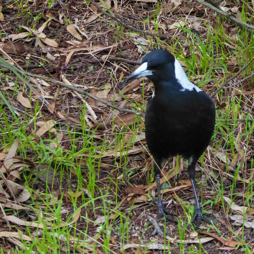 Southeastern White-backed Magpie from Blackburn Lake Sanctuary VIC 3130 ...