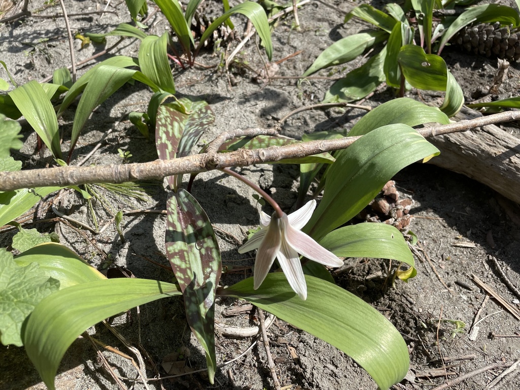 fawn lilies from Castleton, VT, US on April 29, 2024 at 03:48 PM by ...