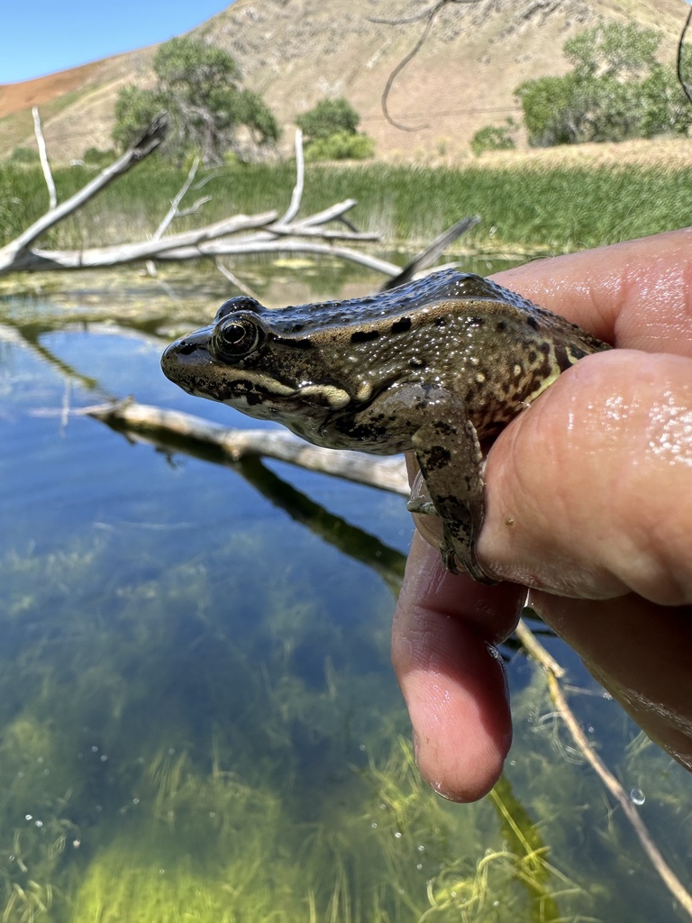 California Red-legged Frog in May 2024 by Jeff Alvarez · iNaturalist