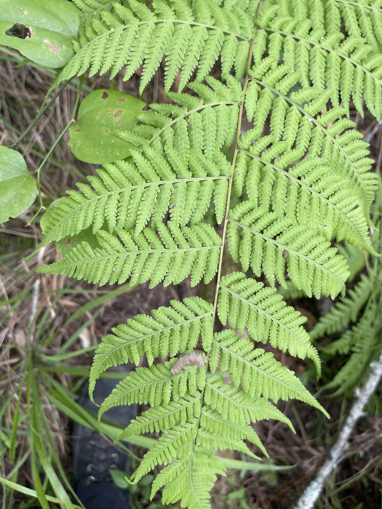Mariana Maiden Fern in April 2024 by Jake Smith · iNaturalist