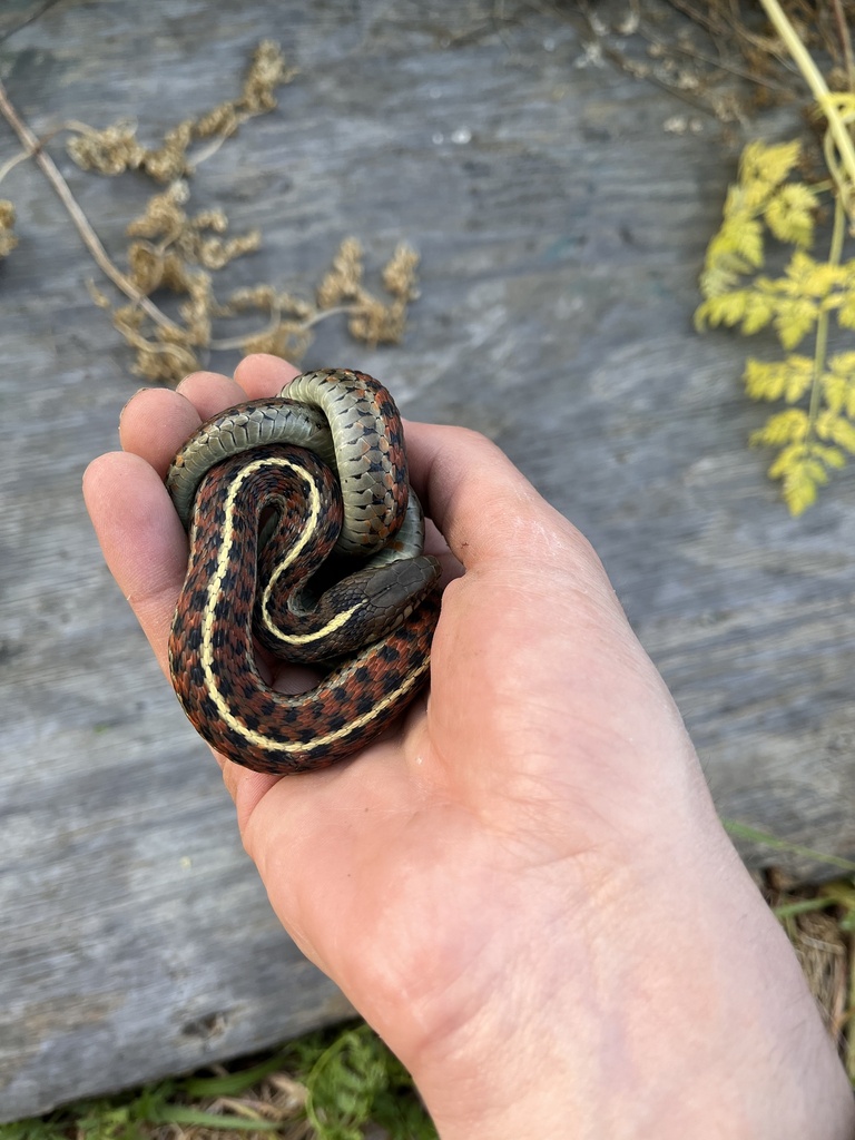 Coast Garter Snake in May 2024 by oceanicadventures. One of the ...