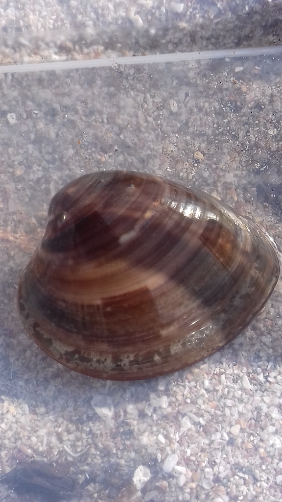Chocolate Clam from Playa los Pinitos, Mazatlán, Sin., México on April ...