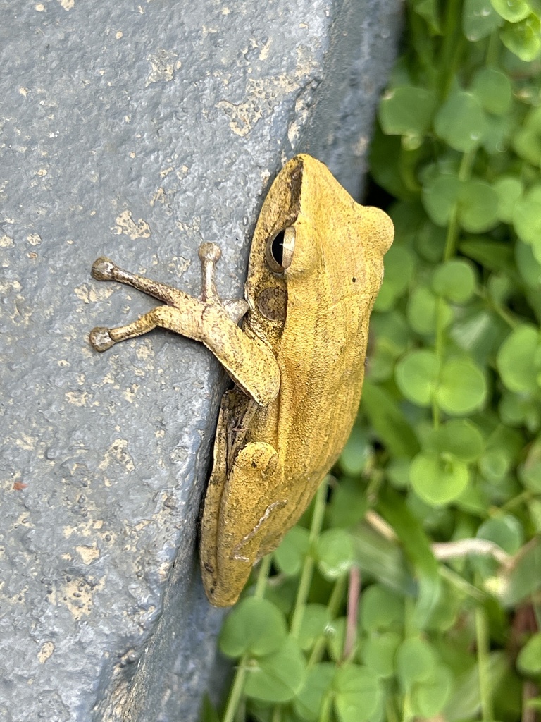 Common Southeast Asian Tree Frog from Camiguin Island, Mambajao ...