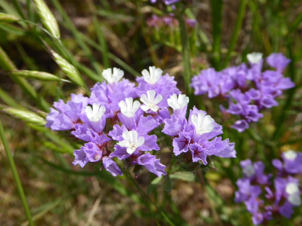 Blue statice from Imperial Beach, CA, USA on May 2, 2024 at 02:02 PM by ...