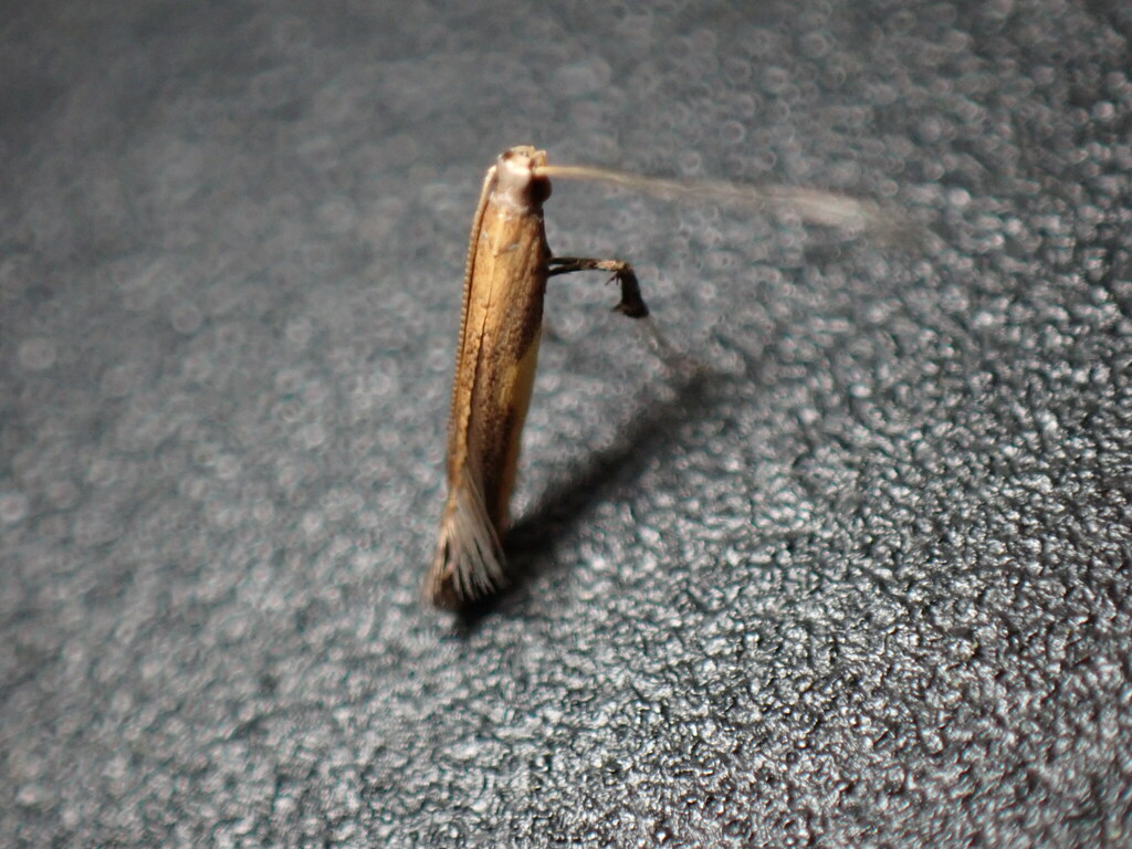 Azalea Leafminer Moth in May 2024 by Sus scrofa · iNaturalist