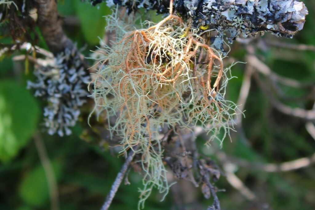 Red Beard Lichen from Golden Gate National Recreation Area, California ...