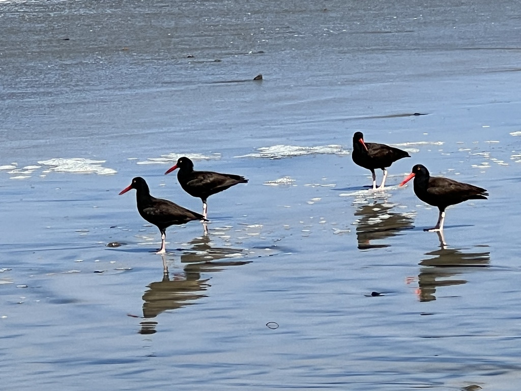Black Oystercatcher from North Pacific Ocean, CA, US on April 27, 2024 ...