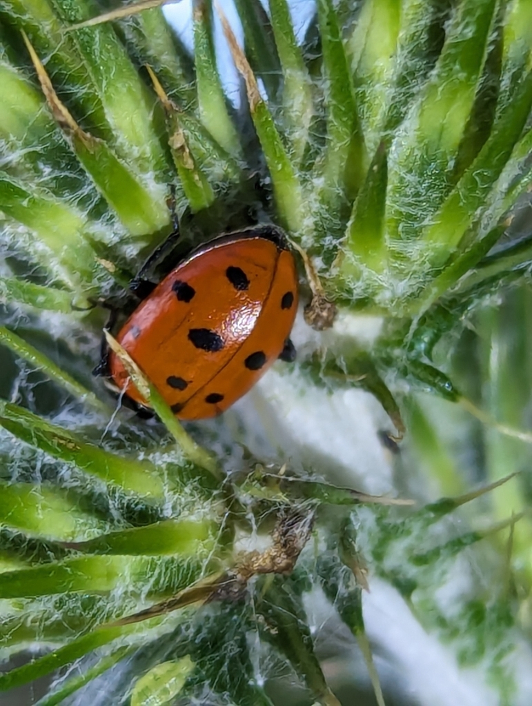 Convergent Lady Beetle from San Diego, CA 92119, USA on April 28, 2024 ...