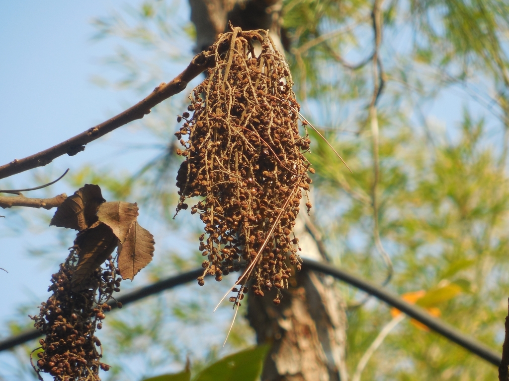 Chinese sumac from Ningde, CN-FJ, CN on February 14, 2024 at 10:34 AM ...
