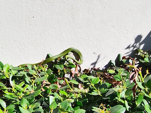 Eastern Green Snake (Philothamnus natalensis) - Snakes and Lizards