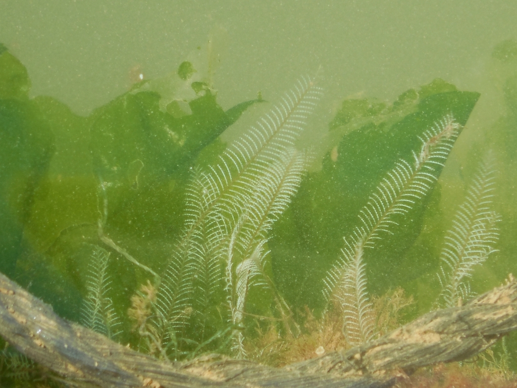 Feathery Hydroids from Ningde, CN-FJ, CN on February 11, 2024 at 01:51 ...