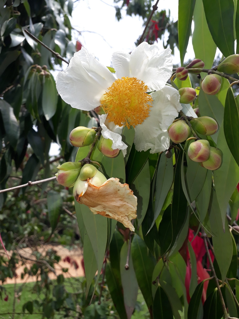 Ceylon ironwood from N. Palatha Central, LK-AD, LK on May 01, 2019 at ...