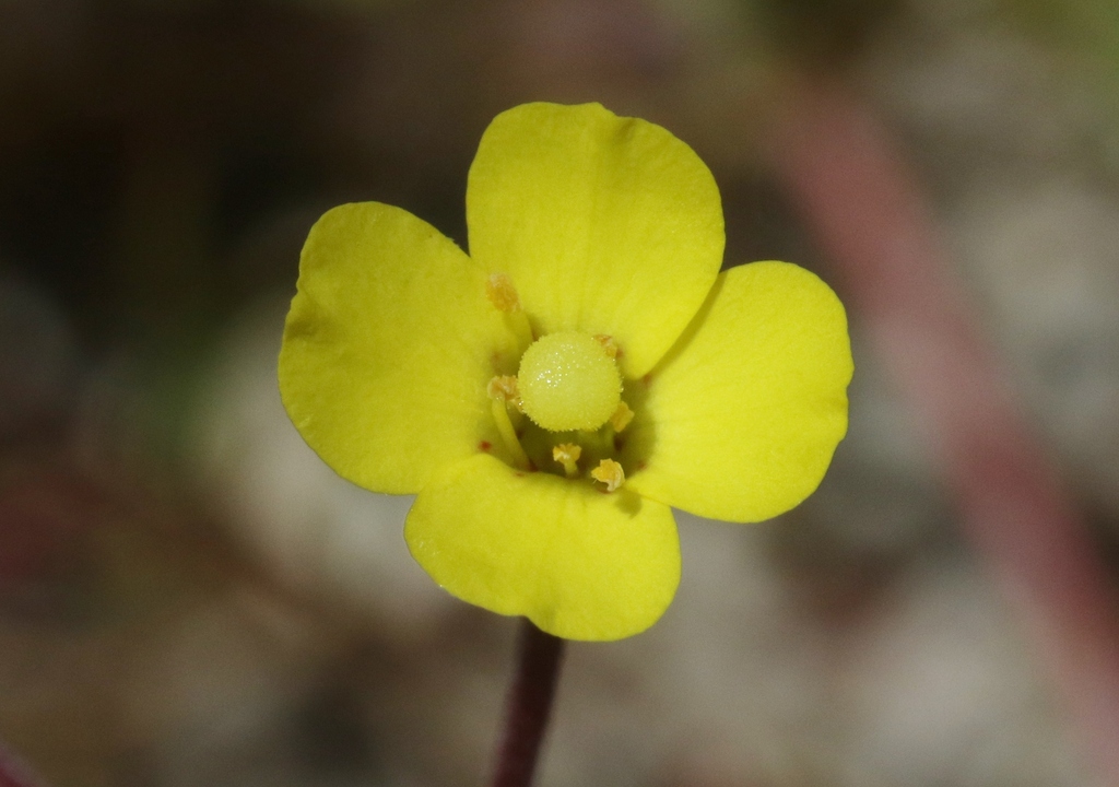 Kern River evening-primrose in April 2024 by James Bailey · iNaturalist