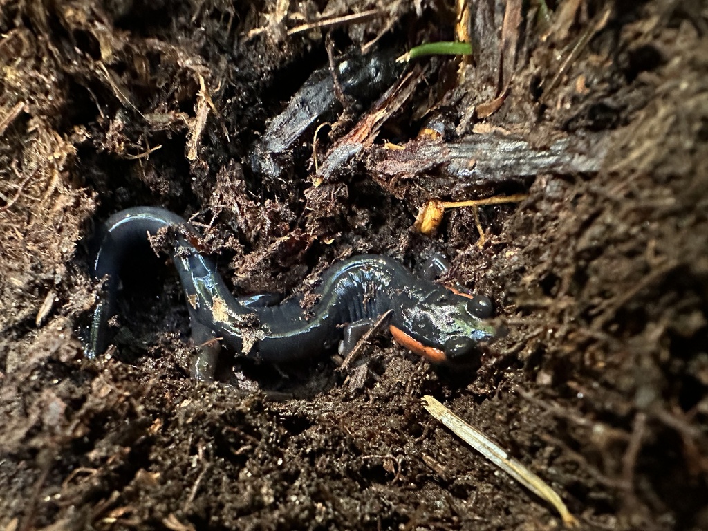 Red-cheeked Salamander in April 2024 by Matthew Lachiusa · iNaturalist