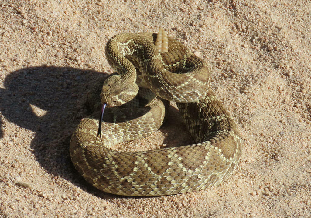 Northern Mojave Rattlesnake from San Bernardino County, CA, USA on ...