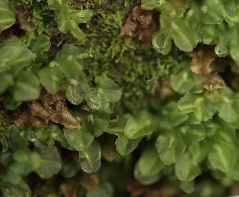 Symphyogyna podophylla in April 2024 by rohond · iNaturalist