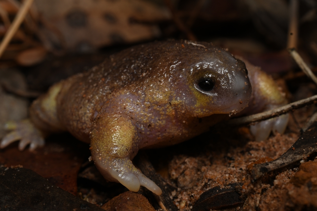 Turtle Frog from Marbelup WA 6330, Australia on May 3, 2024 at 03:12 PM ...