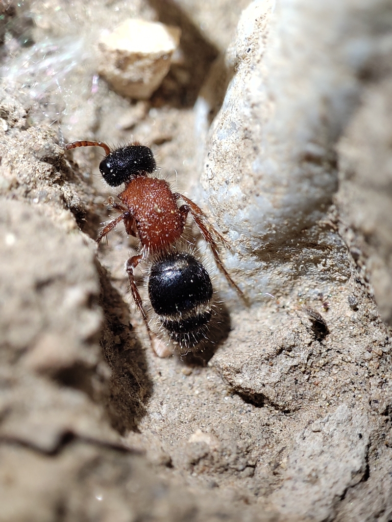 Velvet Ants from Beijing, Beijing, CN on April 16, 2024 at 03:15 PM by ...