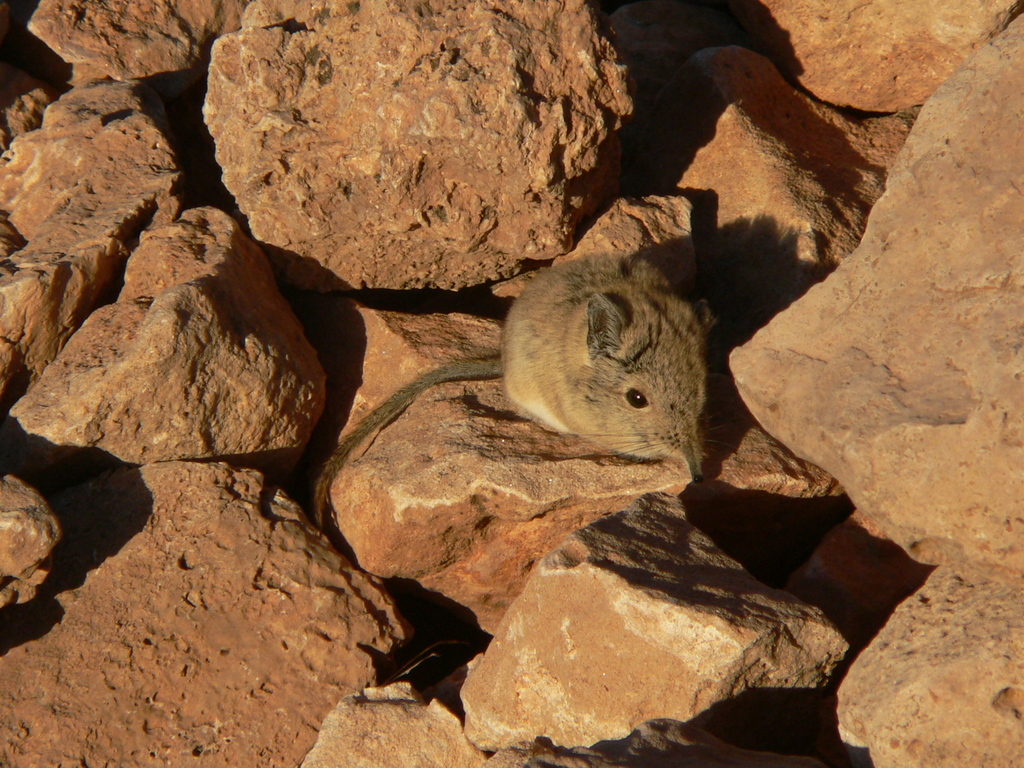 North African Sengi from Boulemane Province, Morocco on February 11 ...
