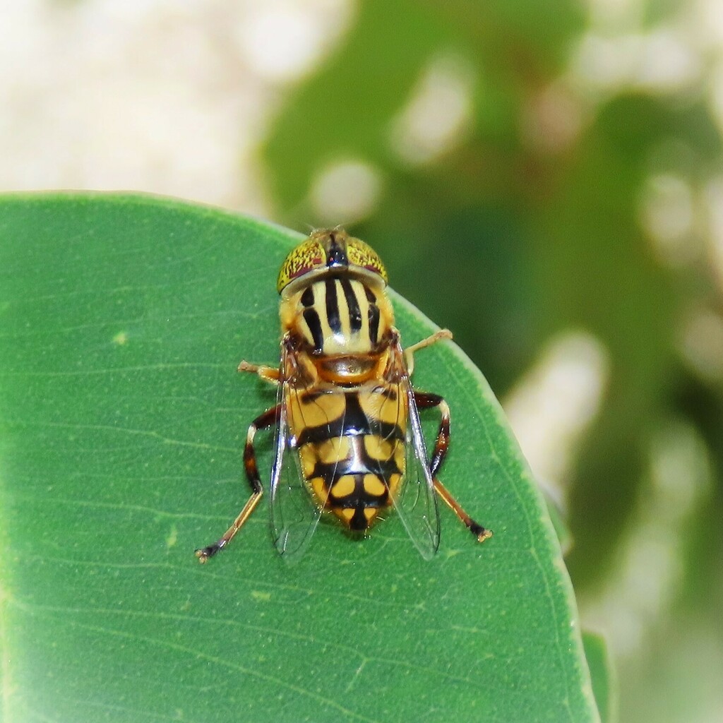 Native Drone Fly from Wallaga Lake NSW 2546, Australia on January 26 ...