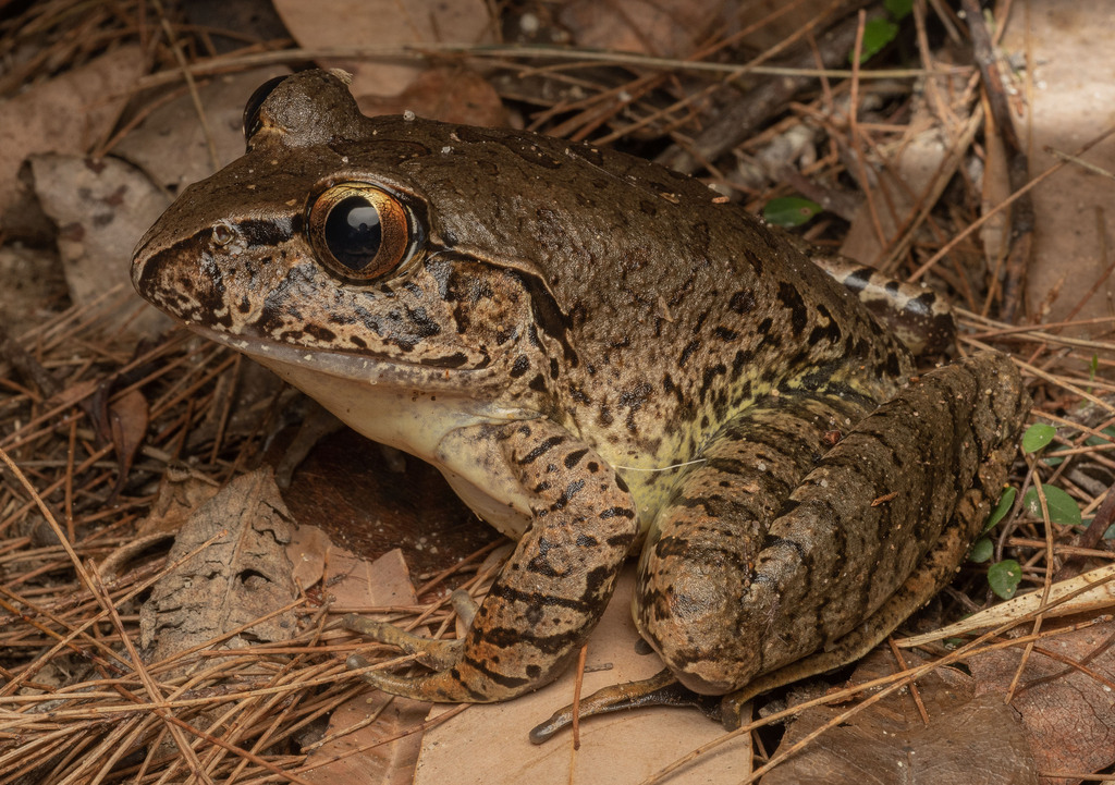 Giant Barred Frog in January 2023 by pglaouto · iNaturalist