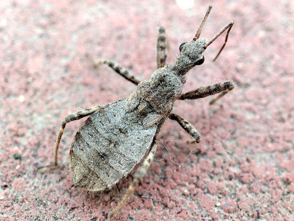 Coranus lativentris from Beijing, Beijing, CN on April 21, 2024 at 05: ...