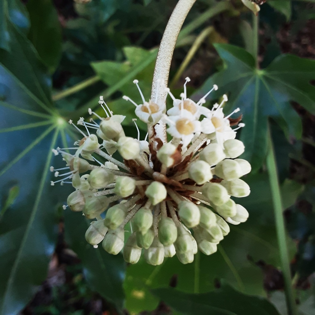 Japanese aralia from Bathurst NSW 2795, Australia on May 1, 2024 at 04: ...