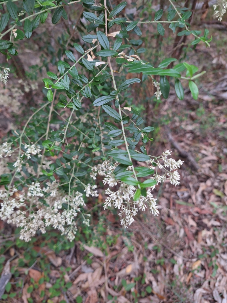 Cassinia subtropica from Advancetown QLD 4211, Australia on May 3, 2024 ...