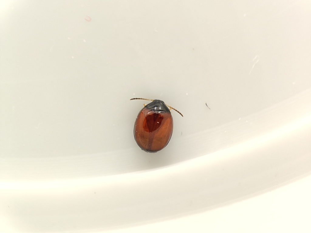 Olive Flea Beetles from Beijing, Beijing, CN on April 25, 2024 at 08:17 ...