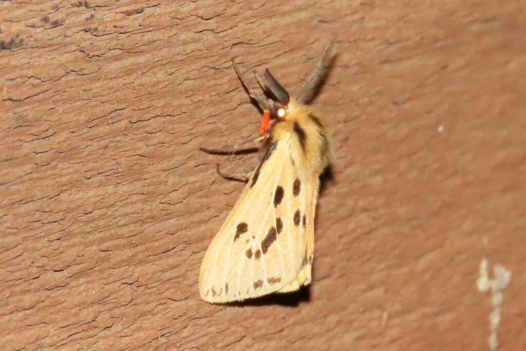 Crimson Tiger Moth from Coomba Park NSW 2428, Australia on May 3, 2024 ...