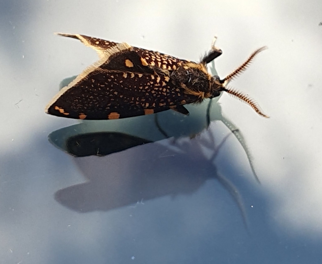 Australian bag moth from Mount Albert, Auckland, New Zealand on May 3 ...