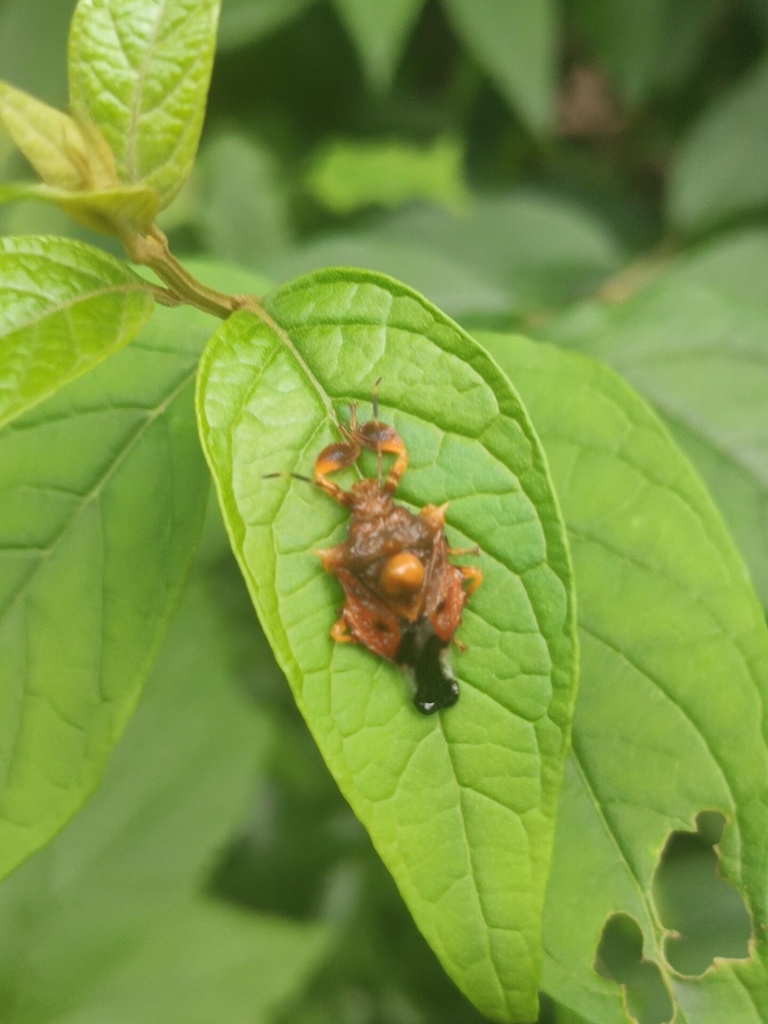 Cazira horvathi from 瑶琳国家森林公园, 杭州市, 浙江省, CN on May 3, 2024 at 05:03 PM ...