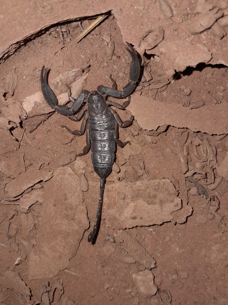 Namaqua Rock Scorpion from Berseba, NA-KA, NA on May 2, 2024 at 09:44 ...