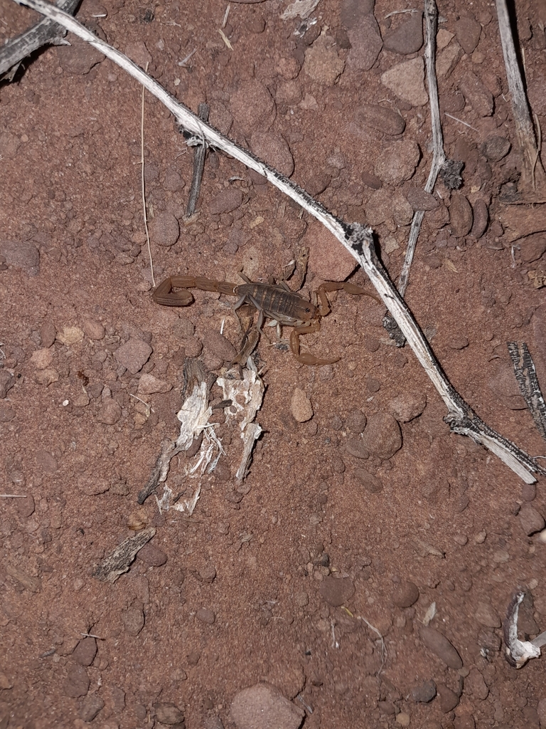 Tree Scorpions from Berseba, NA-KA, NA on May 2, 2024 at 10:00 PM by ...