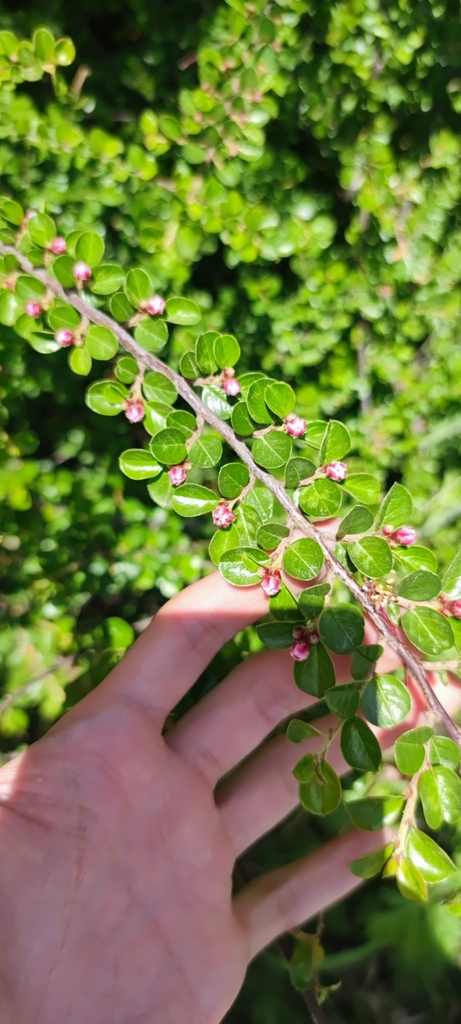 Cotoneasters from Qingdao, CN-SD, CN on May 3, 2024 at 11:32 AM by ybfxinfeng · iNaturalist