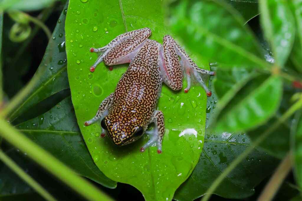 Dotted Reed Frog from Agnéby-Tiassa, Côte d'Ivoire on April 15, 2024 at ...