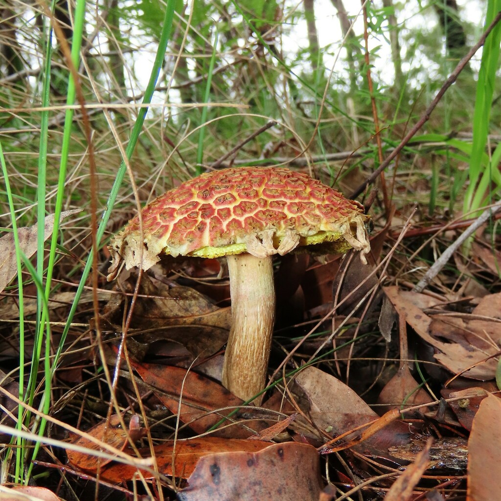 Boletellus from Wallaga Lake NSW 2546, Australia on January 26, 2024 at ...