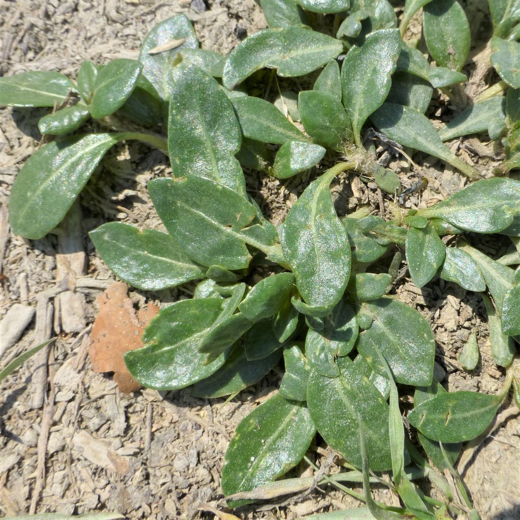 mat chaff-flower from Dallas, Texas, United States on April 27, 2019 at ...