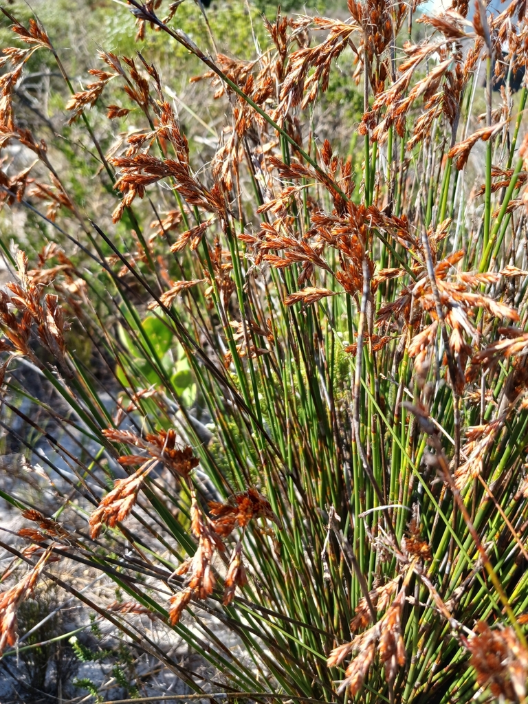 Thatching Reeds from Overstrand Local Municipality, South Africa on ...