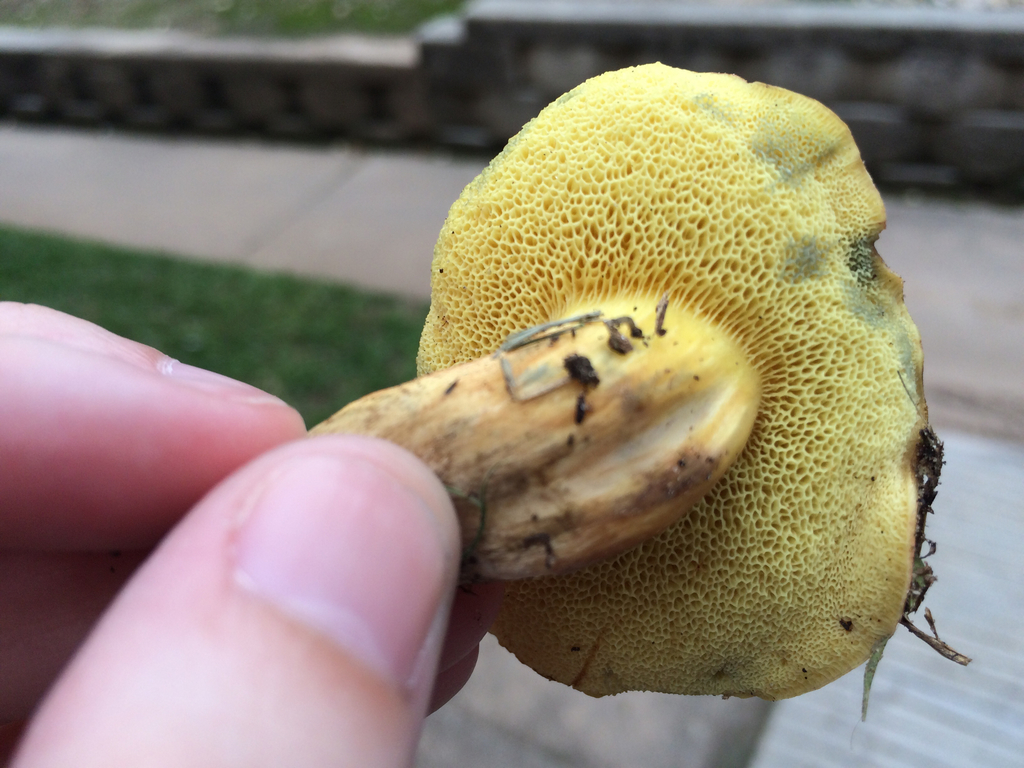boletes from 3600 N Hills Dr, Austin, TX, US on May 21, 2016 at 03:14 ...
